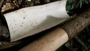Bark Bread - Amazing Food Blog
